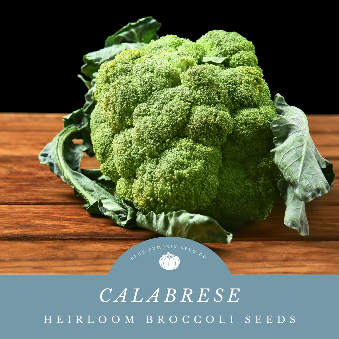 Heirloom Calabrese Broccoli Seeds - Easy to Grow Italian Variety With ...