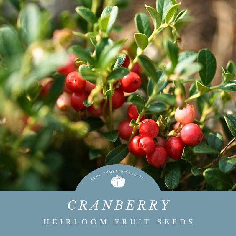 Cranberry Tree - Etsy