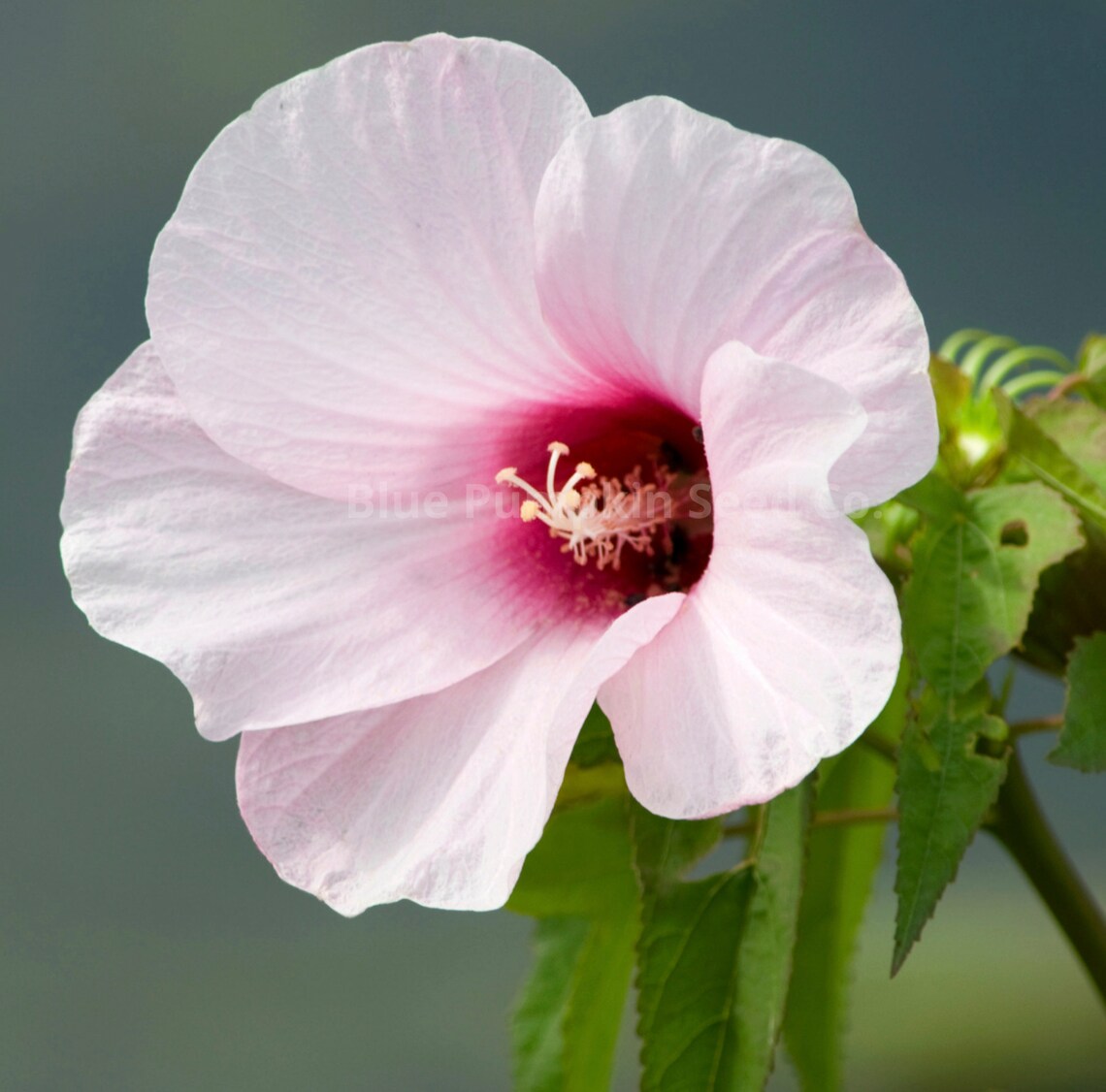 Swamp Rose Mallow (perennial): Swamp Rose, Swamp Mallow, Hibiscus ...