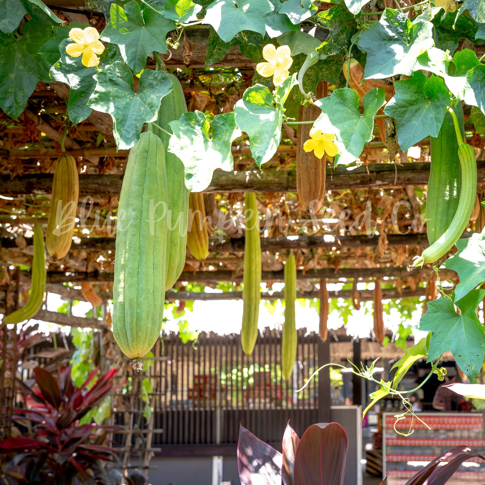 Smooth Luffa Gourd: dishcloth gourd sponge gourd dish cloth | Etsy