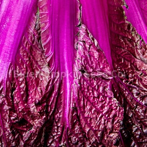 Merlot Chinese Cabbage F1 Seeds: Purple Chinese Cabbage, Red Chinese ...