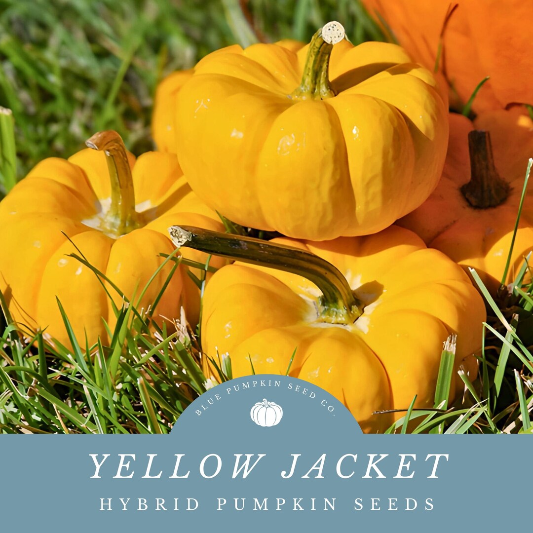 Yellow Jacket F1 Pumpkin: Grow Unique Yellow-gold Mini Pumpkins With ...