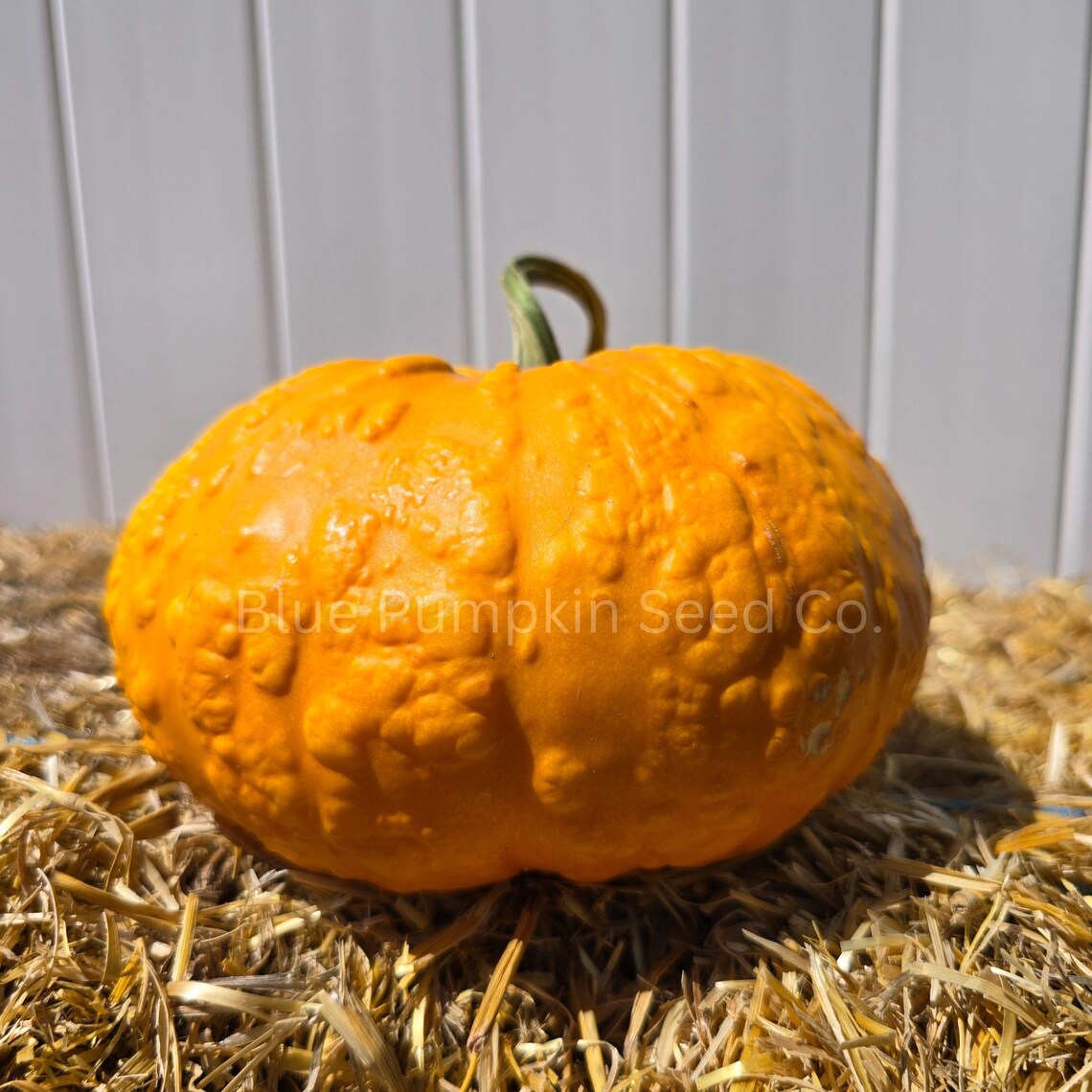 Sanchez F1 Pumpkin Seeds (treated) - Grow Quirky Squatty Warted ...
