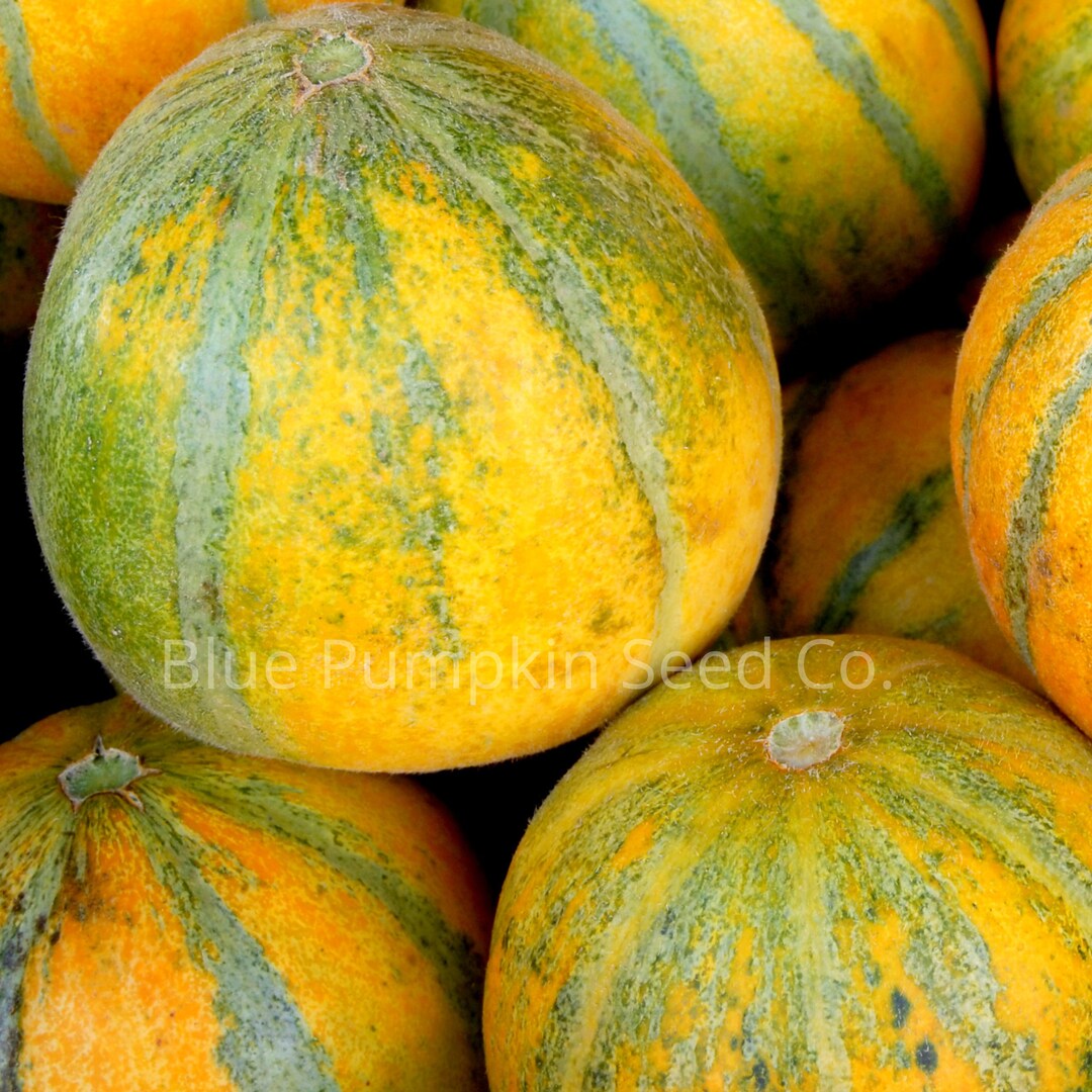 Haogen Melon organic/heirloom/op Seeds: Ha'ogen Melon - Etsy