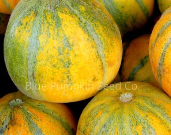 Israeli Melon Seeds - Etsy