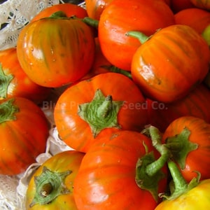 Turkish Eggplant (heirloom/op) Seeds: Scarlet Eggplant Seeds, Ethiopian ...