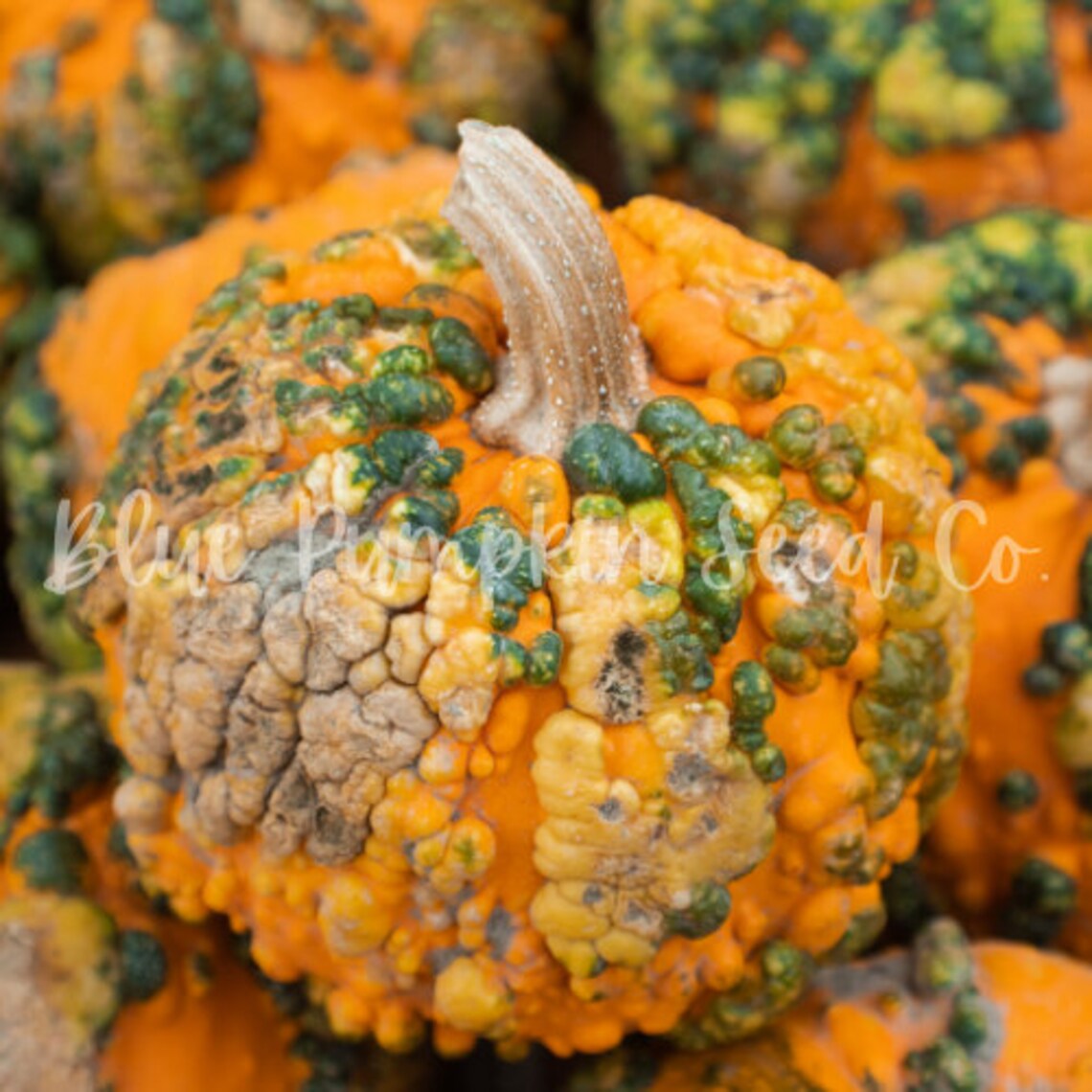 Mini-warts Pumpkin ( F1 Hybrid/c.maxima/pmr/zymv): Mini Pumpkin, Warty ...