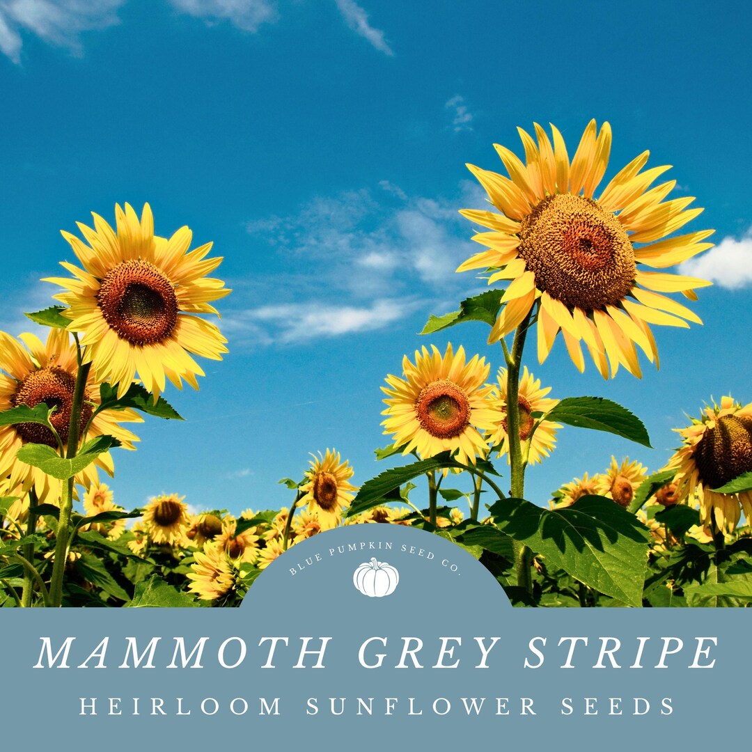 Mammoth Grey Stripe Sunflower Seeds: Grow 12' Tall Giant Sunflowers ...