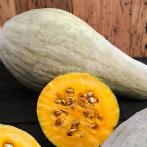 Sibley Squash (heirloom/c.maxima) Seeds: Pike's Peak Squash, Blue ...