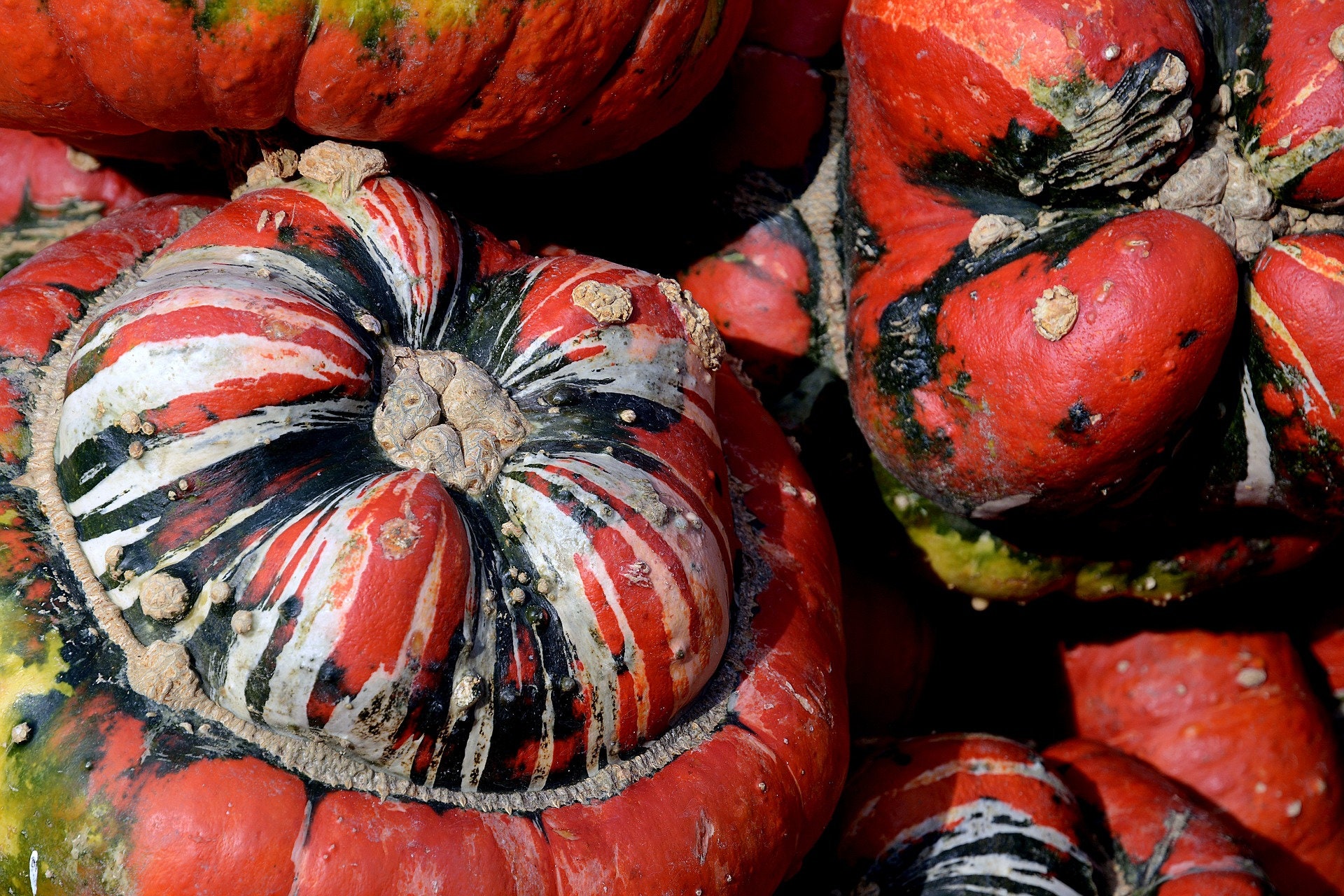 Turks Turban Pumpkin heirloom/c.maxima Seeds: Turban Squash - Etsy ...