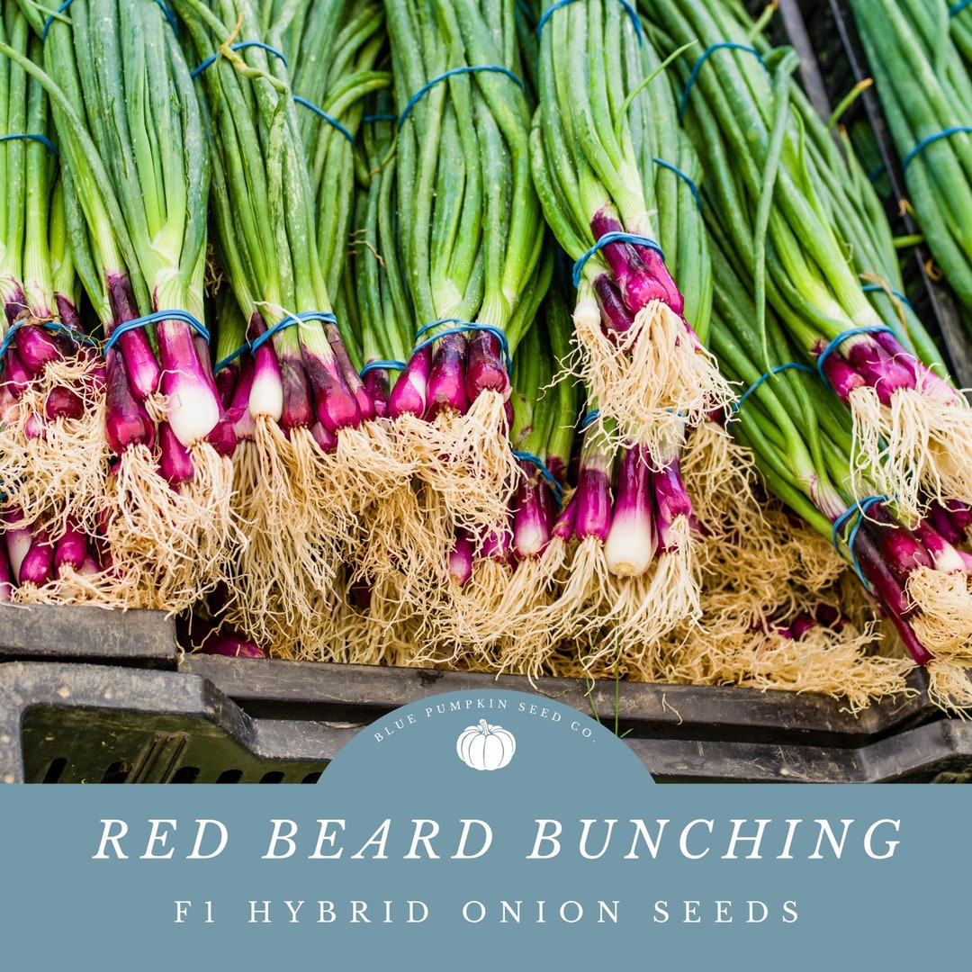 Red Beard Bunching Onion (F1): Red Onion, Red Scallion, Hybrid Onion ...