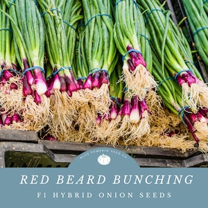 Red Beard Bunching Onion (F1): Red Onion, Red Scallion, Hybrid Onion ...