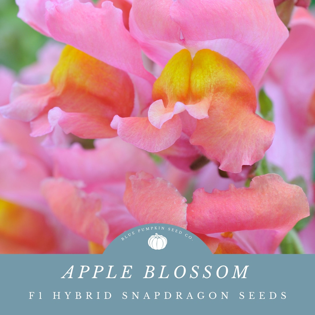 Apple Blossom Snapdragon Heirloom Seeds: Grow Elegant Yellow and Pink ...