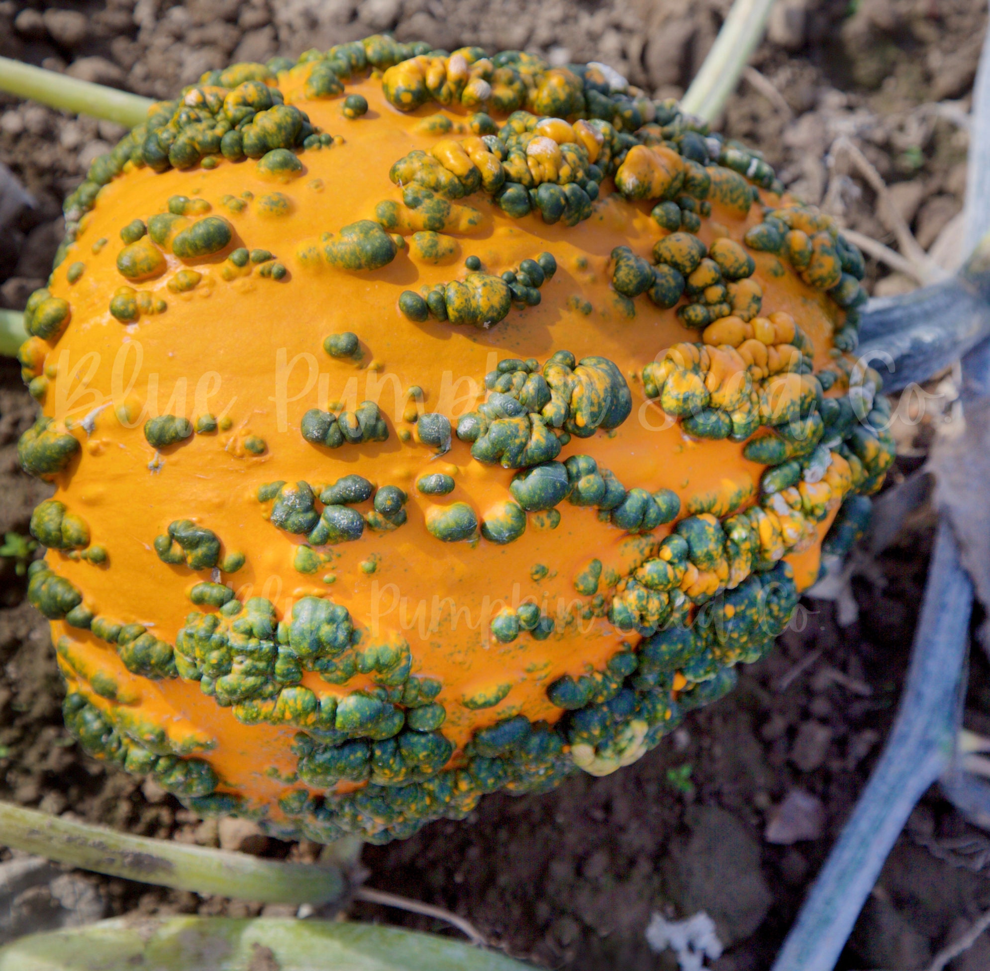 Goosebumps II (F1 Hybrid / C.pepo): Goosbumps Improved, Miniature ...
