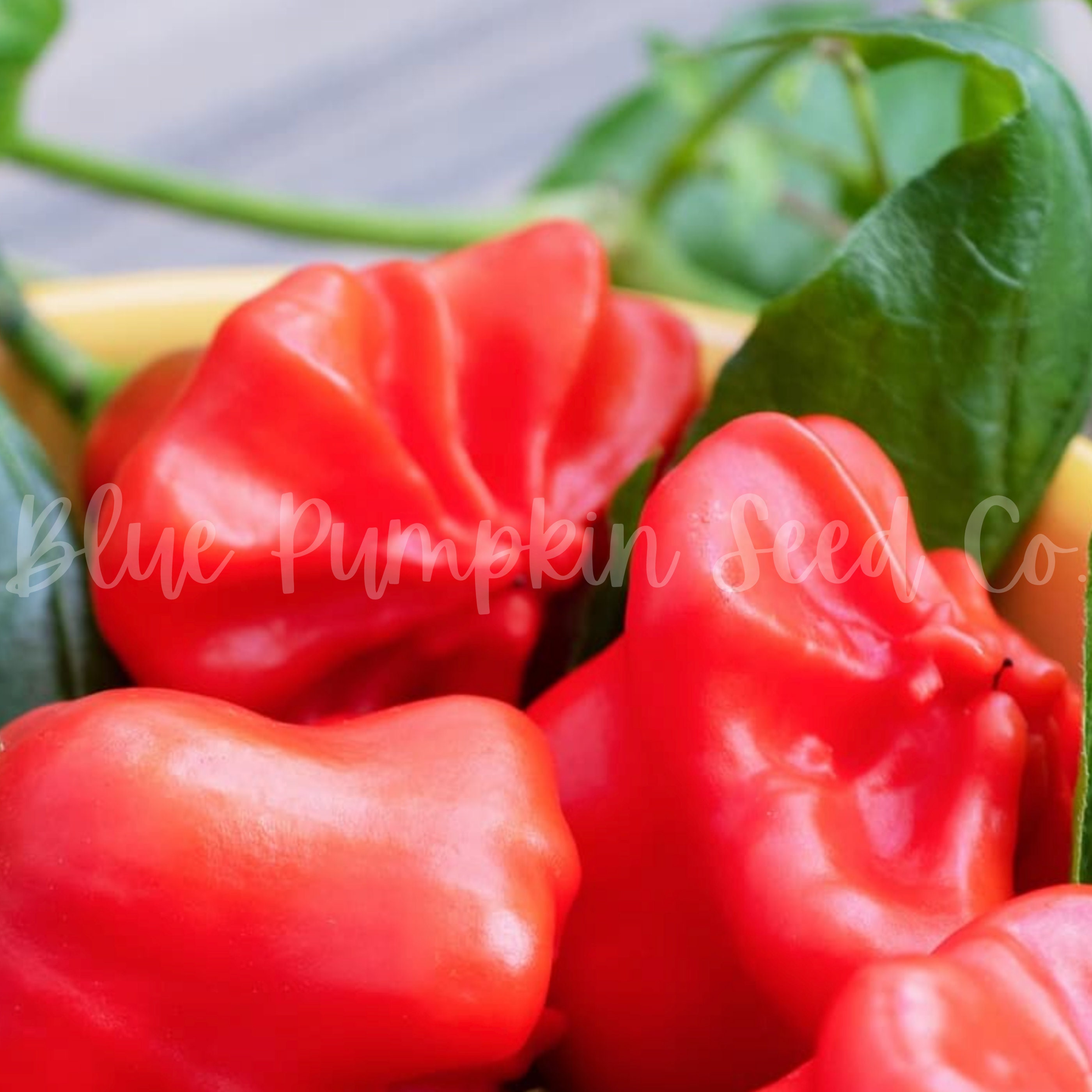 Mad Hatter Chili Pepper F1/OP: Mild Pepper Sweet Pepper - Etsy