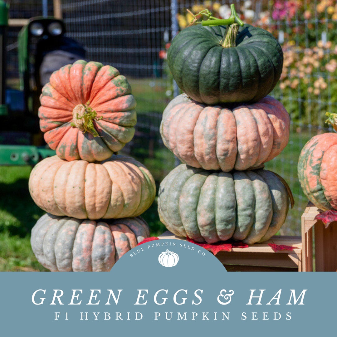 Green Eggs and Ham Hybrid Pumpkin Seeds: Grow Stunning Forest Green Sea ...