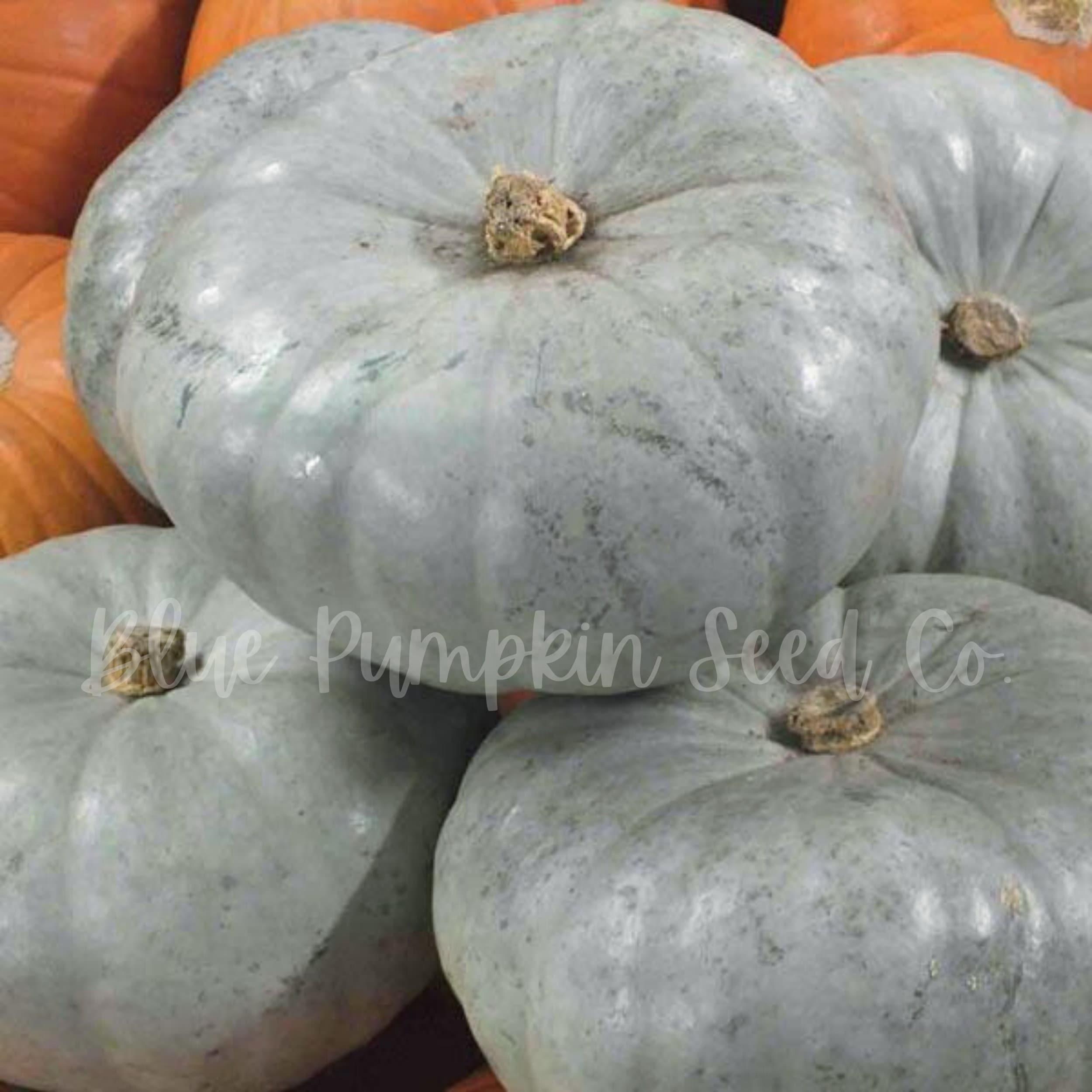 Blue Prince Pumpkin f1/c.maxima Seeds: Blue Pumpkin Crown - Etsy