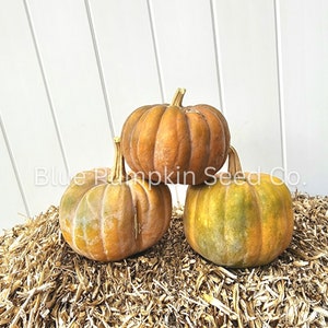 Chinese Tropical Pumpkins - Grow Rare Heat Tolerant Pumpkins - Savor ...