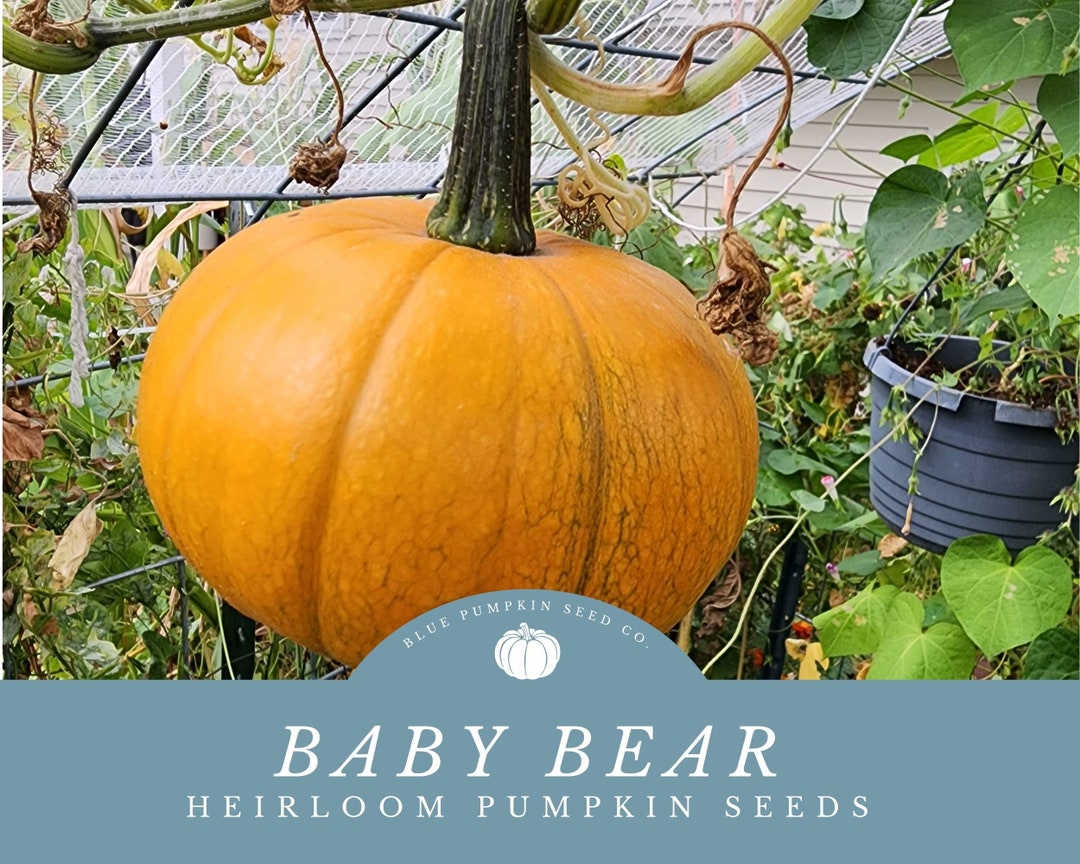 Baby Bear Pumpkin Seeds: Adorable and Versatile -pumpkin Seeds for ...