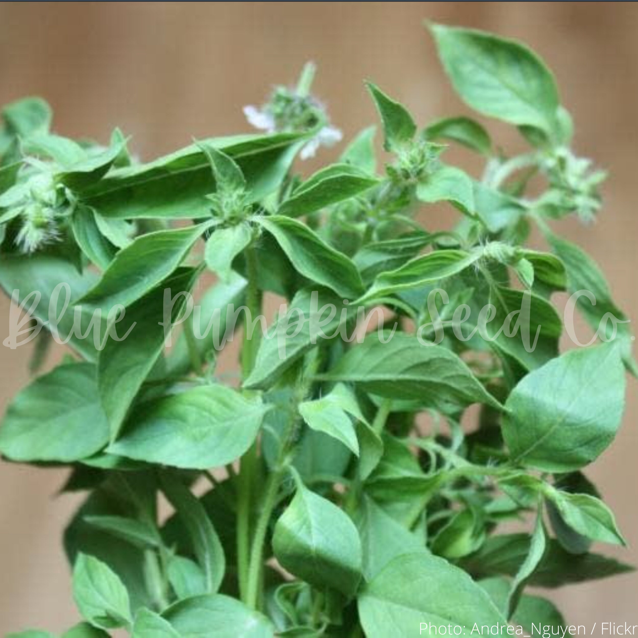 Lemon basil: hoary basil Thai lemon basil Lao basil basil | Etsy