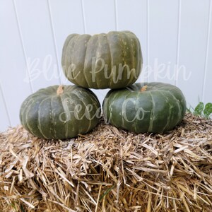 Jade Knight Pumpkin Seeds (f1/pm/zymv/c.maschata): Jade Pumpkin, Green ...