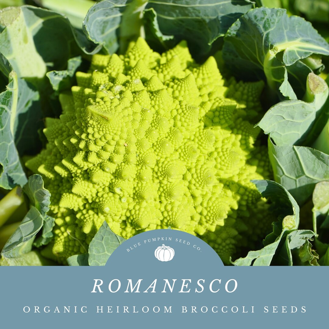 Organic Romanesco Broccoli (heirloom): Roman Broccoli, Roman ...