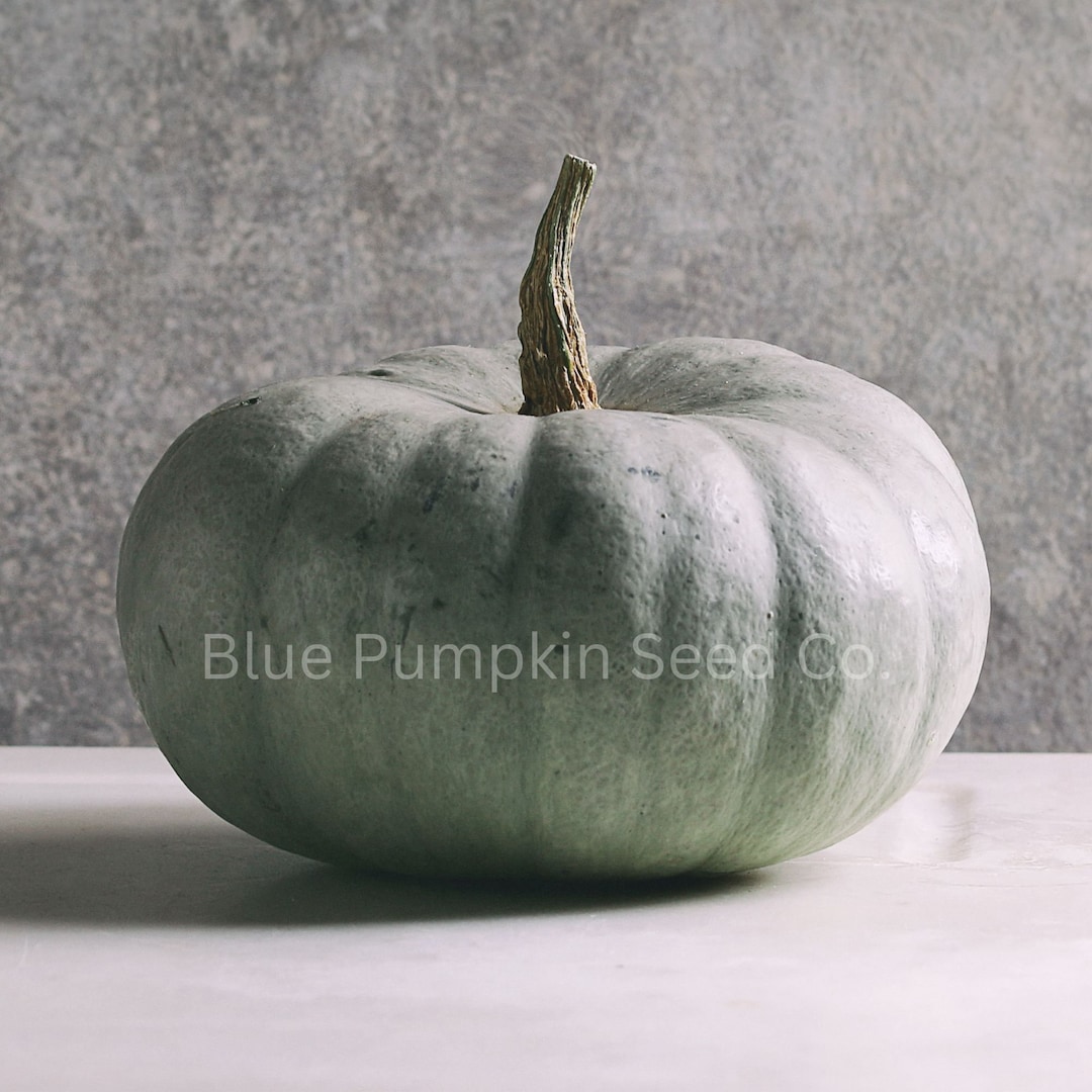 Gray Ghost Pumpkin F1/PMR/ C.pepo: Grey Pumpkin Hybrid - Etsy