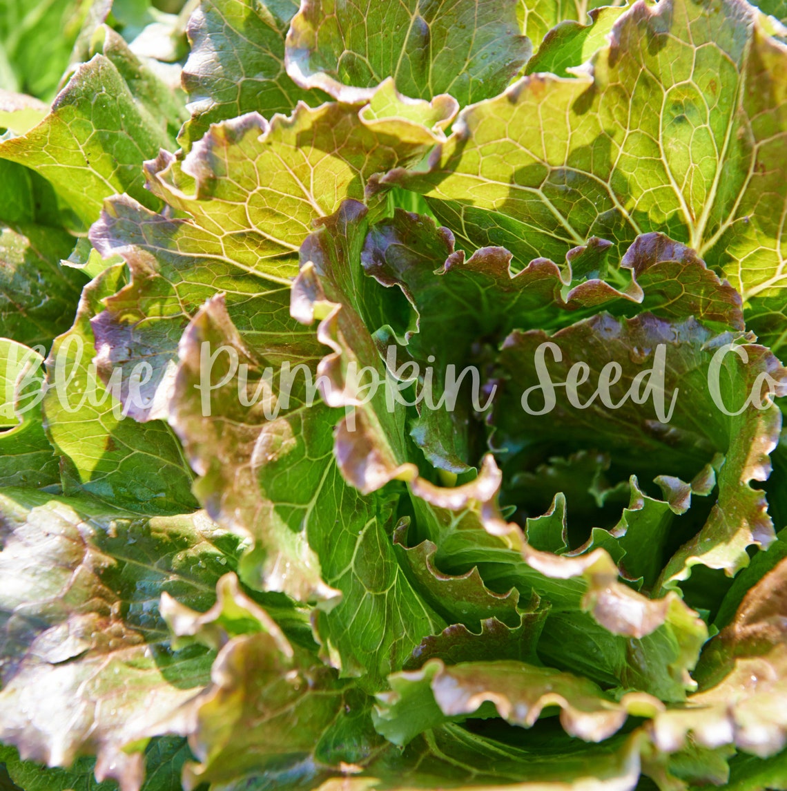 Prizehead Lettuce (heirloom/op) Seeds: Prize Head Leaf Lettuce ...