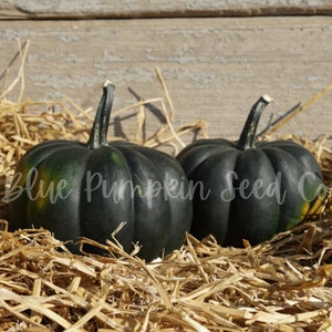 Black Kat F1 Pumpkin Seeds: Grow Black Pumpkins for Sinister Halloween ...