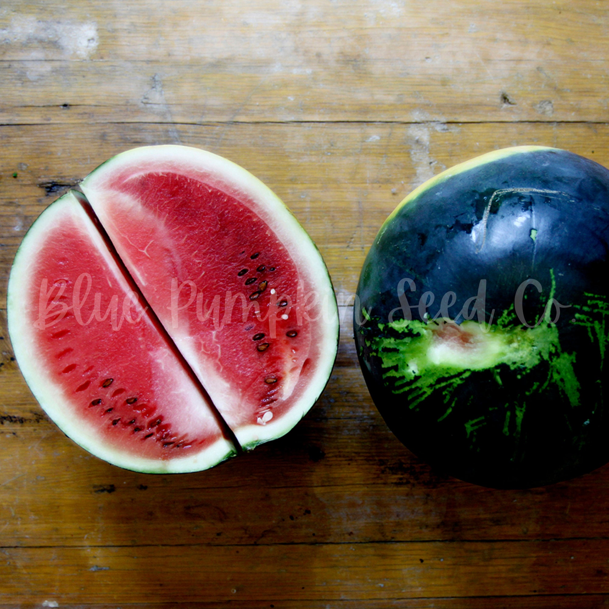Sugar Baby Watermelon Seeds: Mini Watermelon Compact - Etsy