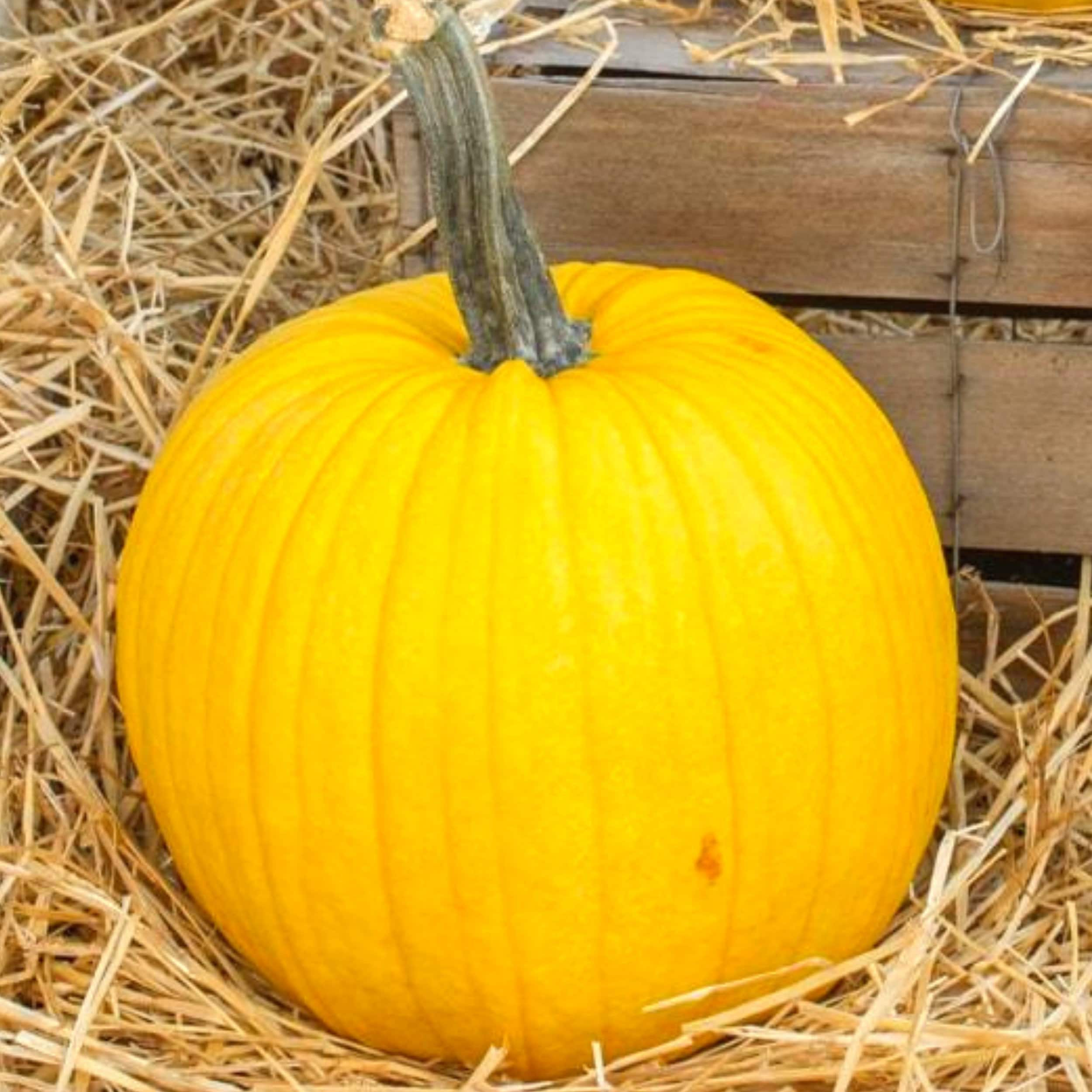 Mellow Yellow Pumpkin (f1/c.pepo/pmr) Seeds: Yellow Pumpkins, Hybrid ...