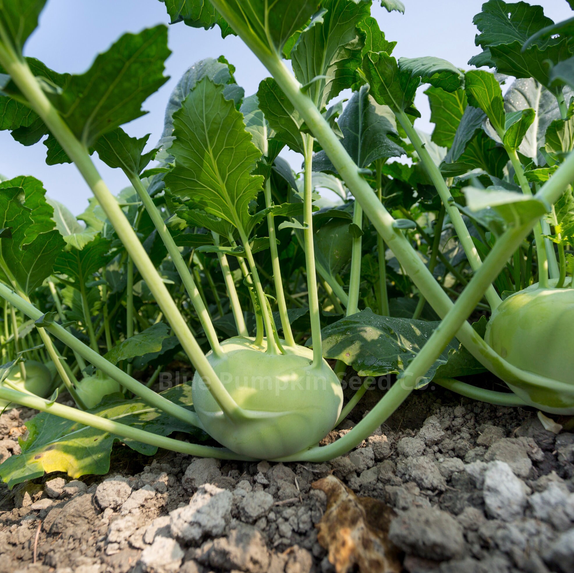 Superschmelz Kohlrabi Seeds: Giant White Kohlrabi German - Etsy