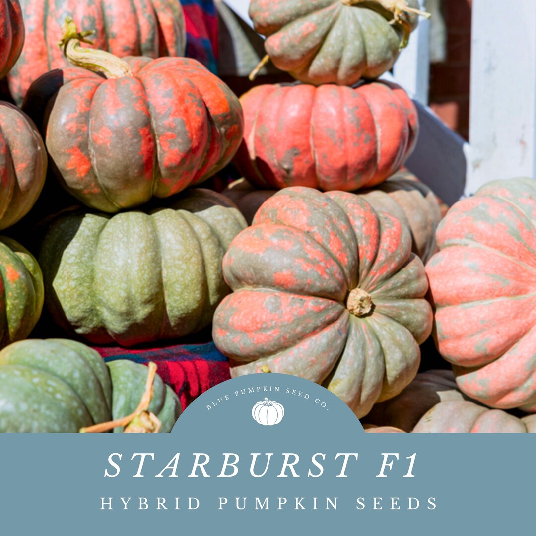 Starburst F1 Pumpkin Seeds: Grow Stunning Sea Foam Green and Salmon ...