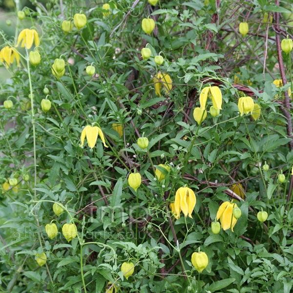 Golden Clematis Seeds perennial: Radar Clematis Clematis - Etsy