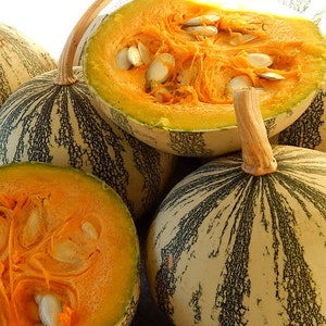 Silver Edge (heirloom/c.mixta) Seeds: Heirloom Squash, Cushaw Pumpkin ...