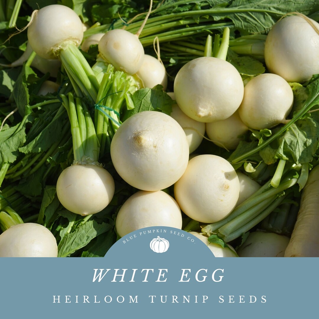 White Egg Turnip Seeds: Snowball Turnip, Egg Turnip, Heirloom Turnip ...