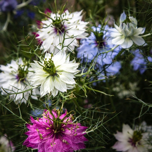 Nigella Persian Mulberry Rose Flower Seeds/love in A Mist / - Etsy