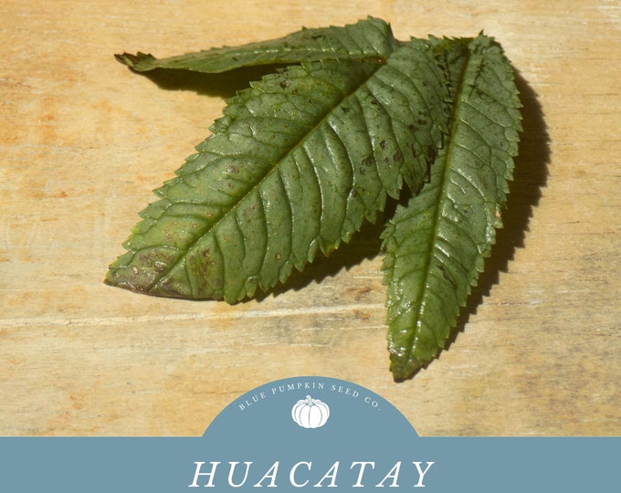 Huacatay Seeds: Peruvian Black Mint, Mexican Marigold, Wild Marigold ...