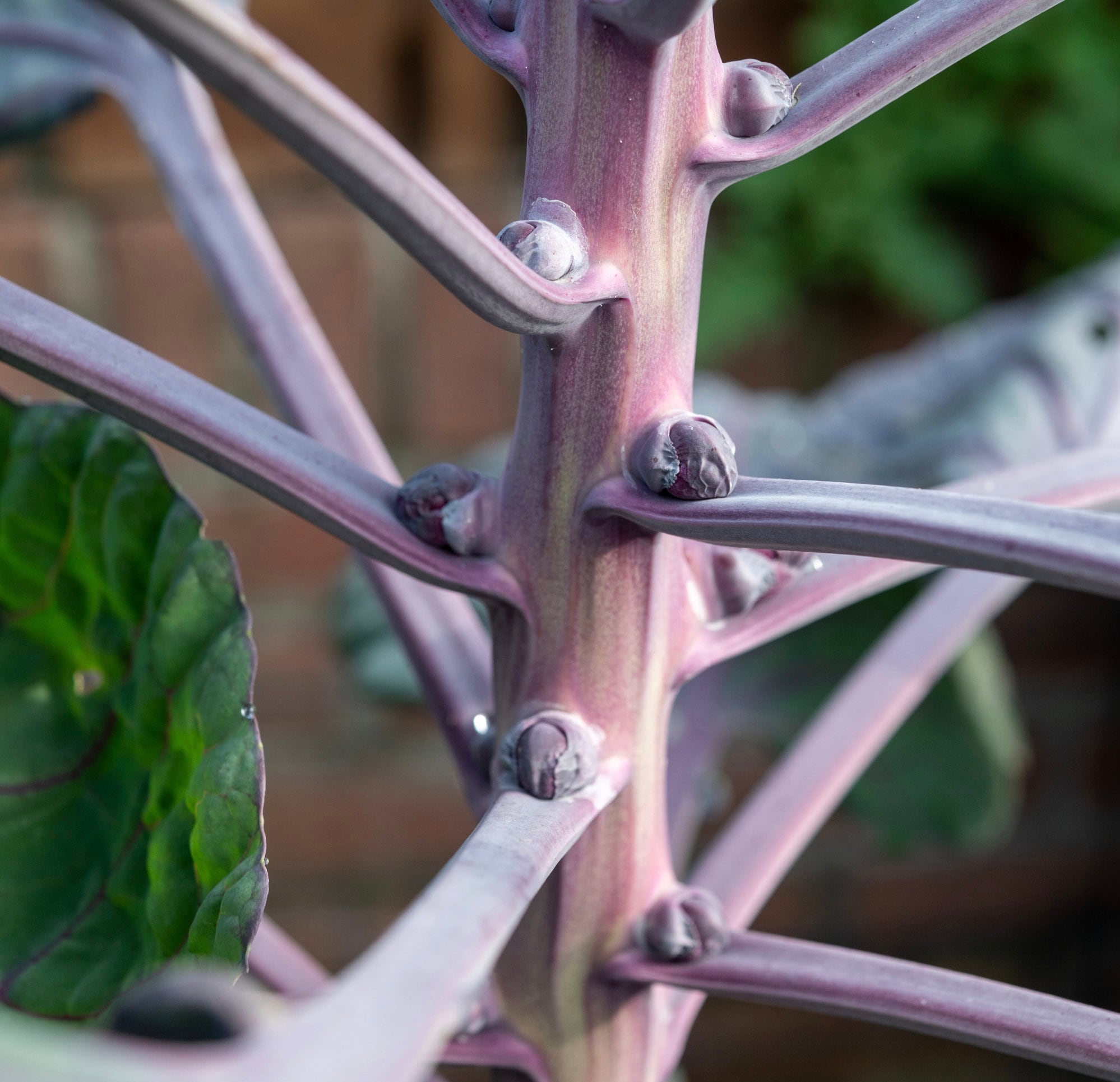 Red Bull Brussels Sprout heirloom Seeds: Purple Brussels | Etsy