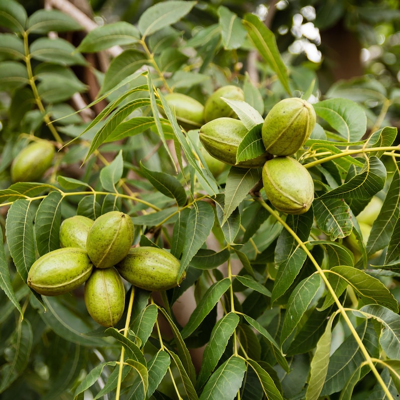 Wild Pecan Tree Seeds: Grow Your Own Buttery Sweet Oaky Flavored Wild ...