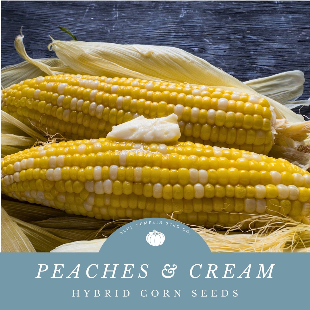 Peaches and Cream F1 Hybrid Corn: Sweet and Early to Mature - High ...