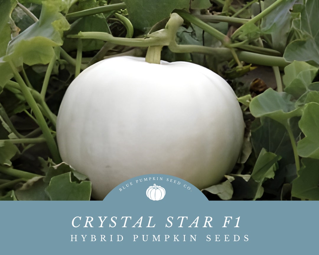 Crystal Star F1 Pumpkin Seeds: Grow Giant Frosty White Smooth Pumpkins ...