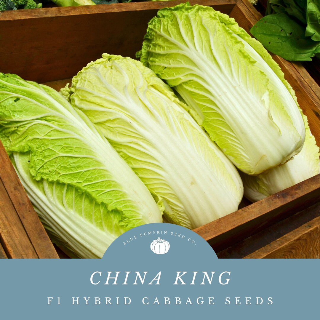 China King (F1) Cabbage Seeds - Ideal for Square-foot Gardening and ...
