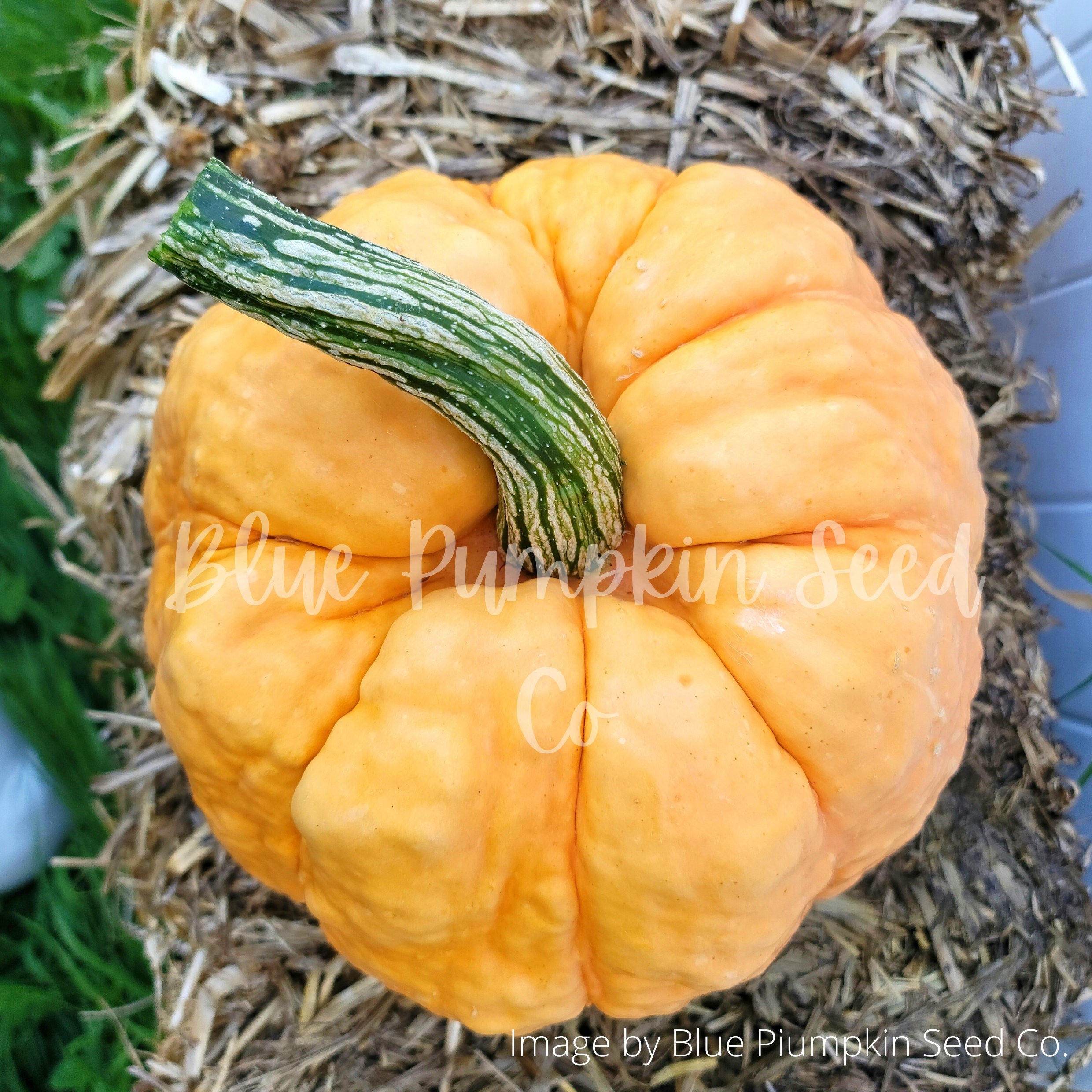 Joker Pumpkin (F1/ C.maschata) Seeds: Warted Pumpkin, Flat Pumpkin, Red ...