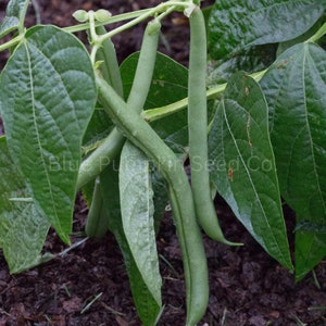 Provider Bush Bean (heirloom / OP): Phaseolus Vulgaris, Provider Bush Bean, Provider Green Bean ...