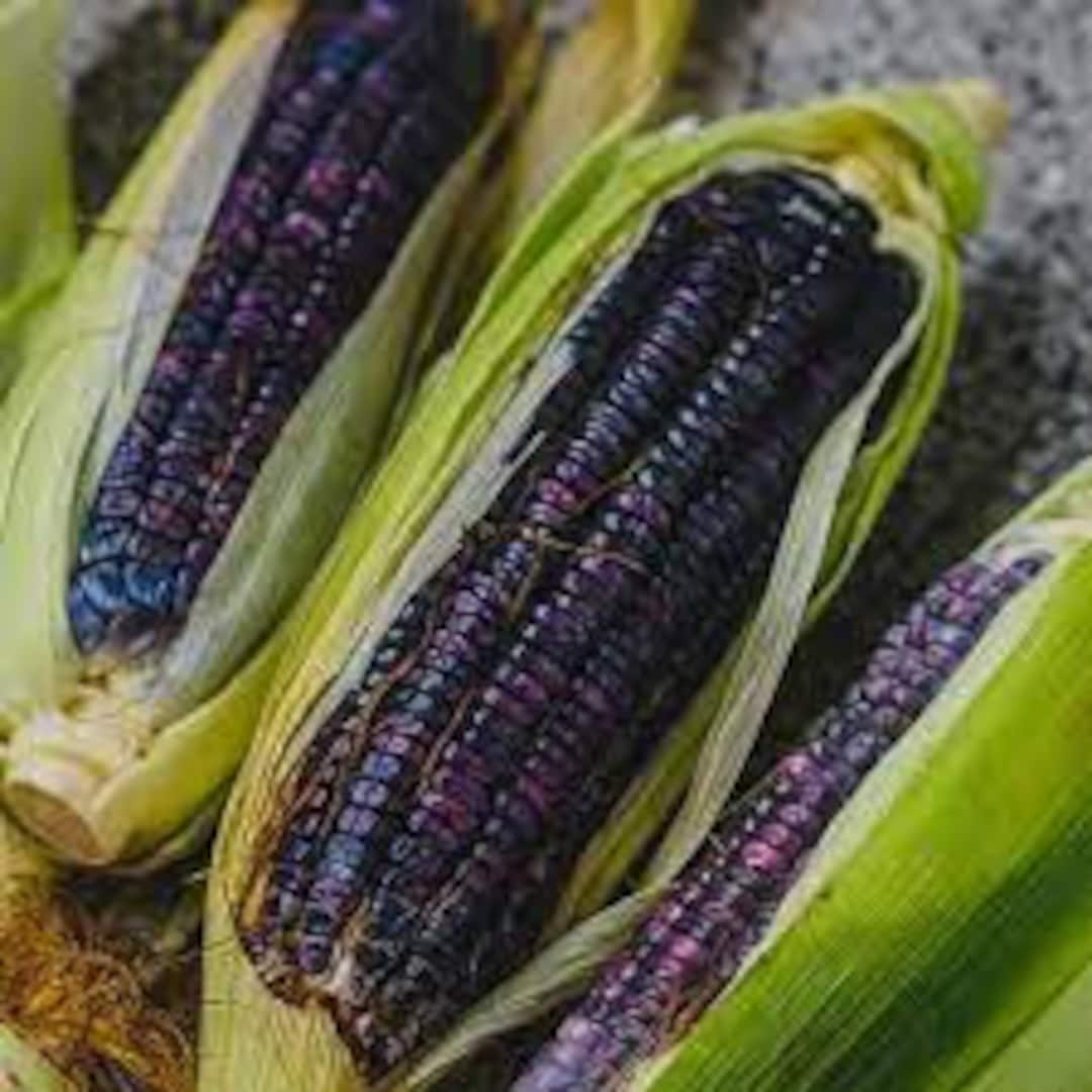 Hopi Blue Indian Corn: Heirloom Native American Corn Field - Etsy