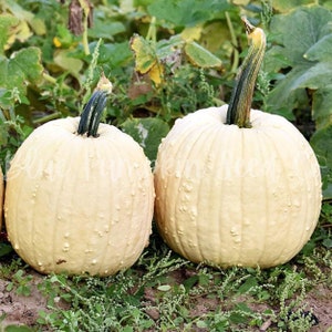 Specter Pumpkin Seeds (f1/pm/c.pepo): Cream Pumpkin, Bumpy Pumpkin ...