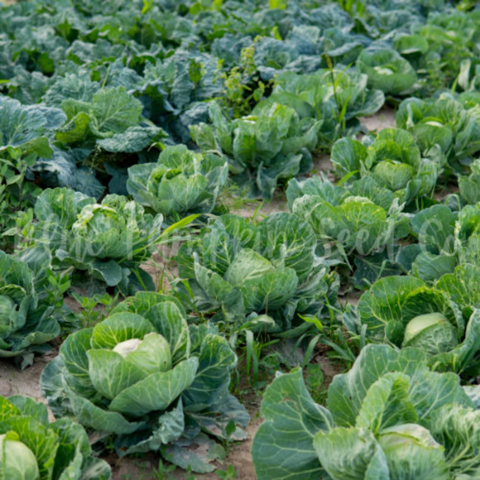 Semillas de repollo All Seasons: Vandergaw repollo durante | Etsy