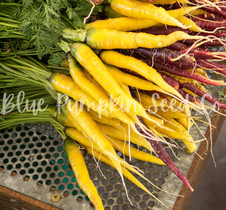 Yellowstone Carrots F1 Hybrid: Yellow Carrots Imperator | Etsy