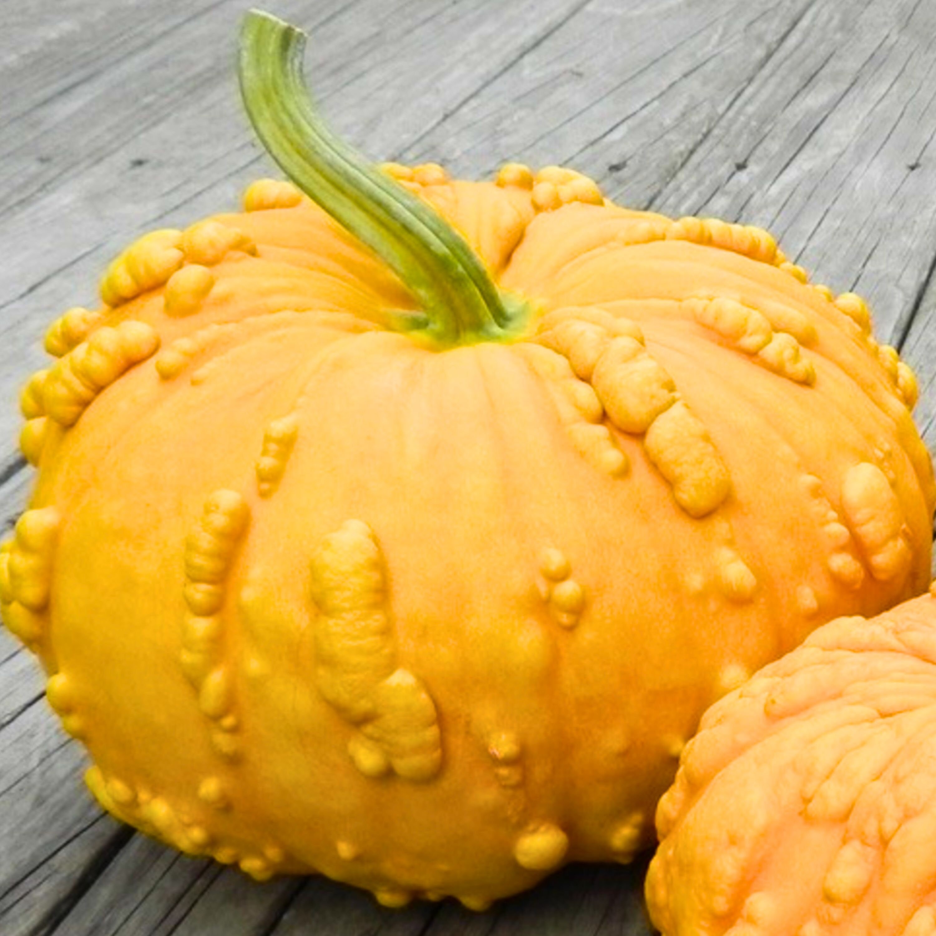 Sanchez F1 Pumpkin Seeds (treated) - Grow Quirky Squatty Warted ...
